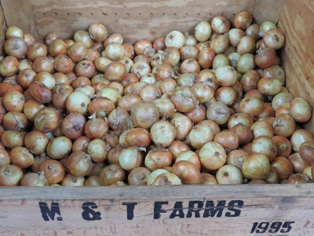 Vidalia Onions From Farm to Table - Sweet Savant